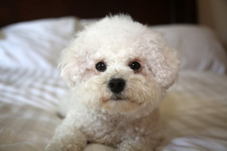 How Long Do Bichon Frisés Live? Average Lifespan, Data & Care | Hepper ...