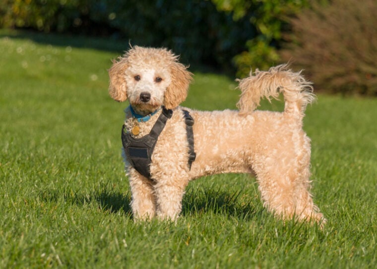 4 Beautiful Bichon Frise Colors: Variations Explained (with Pictures ...