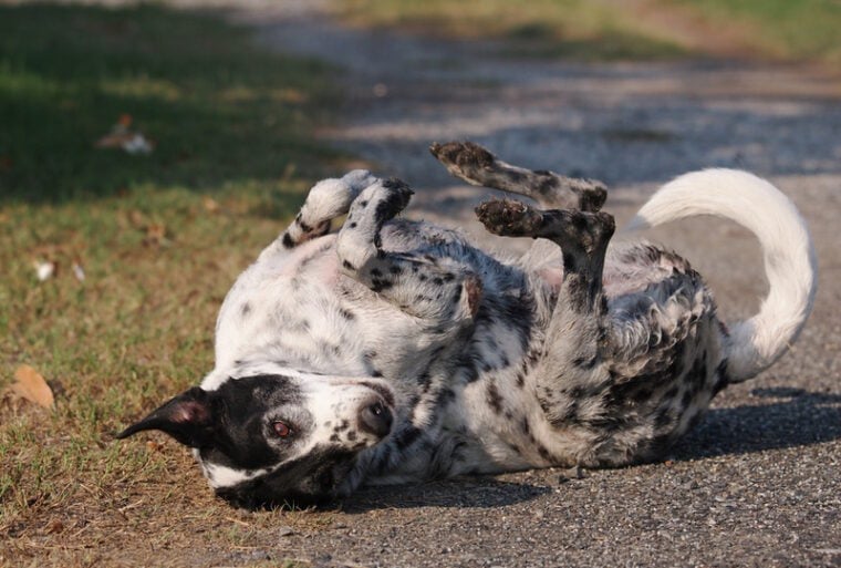 Why Do Dogs Roll in Dead Animals? 4 Vet Approved Reasons & Prevention ...