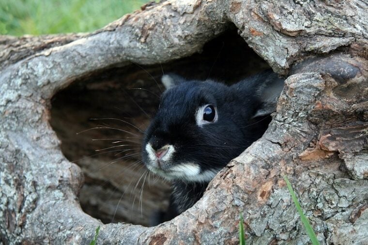 Black Otter Rex Rabbit: Info, Care, Diet, Pictures & More | Hepper Pet ...