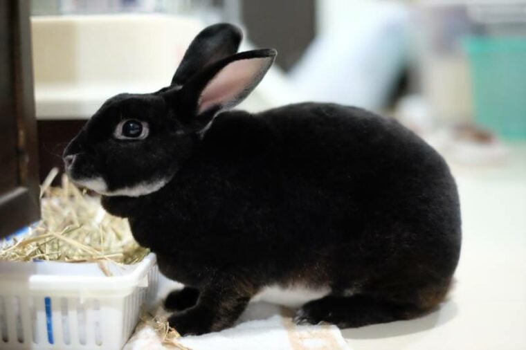 Black Otter Rex Rabbit: Info, Care, Diet, Pictures & More | Hepper Pet ...