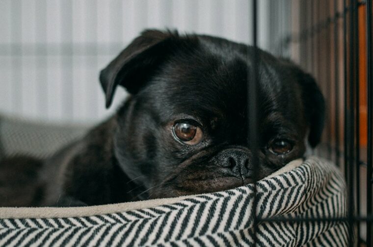 Encephalitis in Pugs: Causes, Signs, Care & FAQ (Vet Answer) | Hepper ...