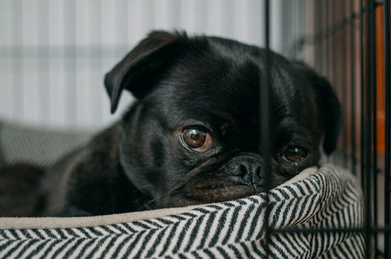 Encephalitis in Pugs: Causes, Signs, Care & FAQ (Vet Answer) | Hepper ...