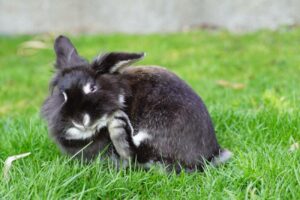 Why Do Rabbits Scratch? 6 Possible Reasons | Hepper Pet Resources