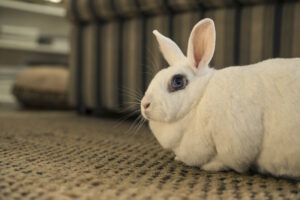 30 Beautiful Show Rabbit Breeds (With Info & Pictures) | Hepper Pet ...