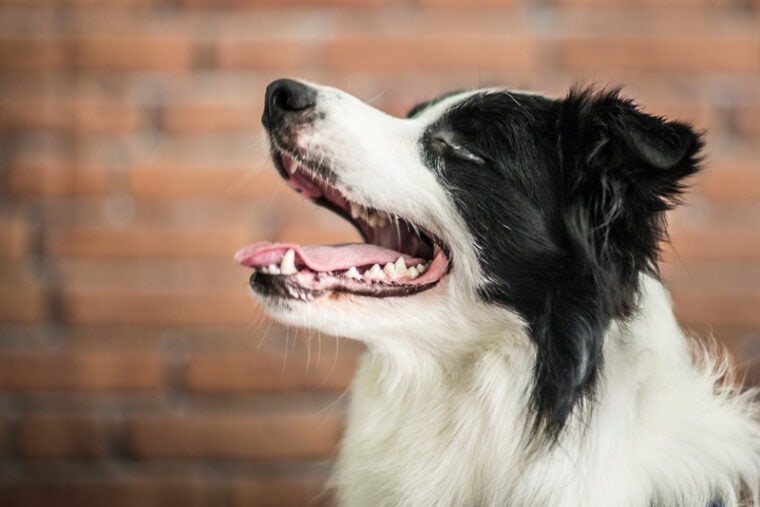 Which Dog Breeds Are More Prone to Seizures? Our Vet Explains | Hepper ...