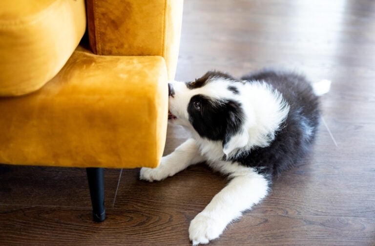 Why Do Dogs Bite? 8 Reasons & How to Stop It | Hepper Pet Resources