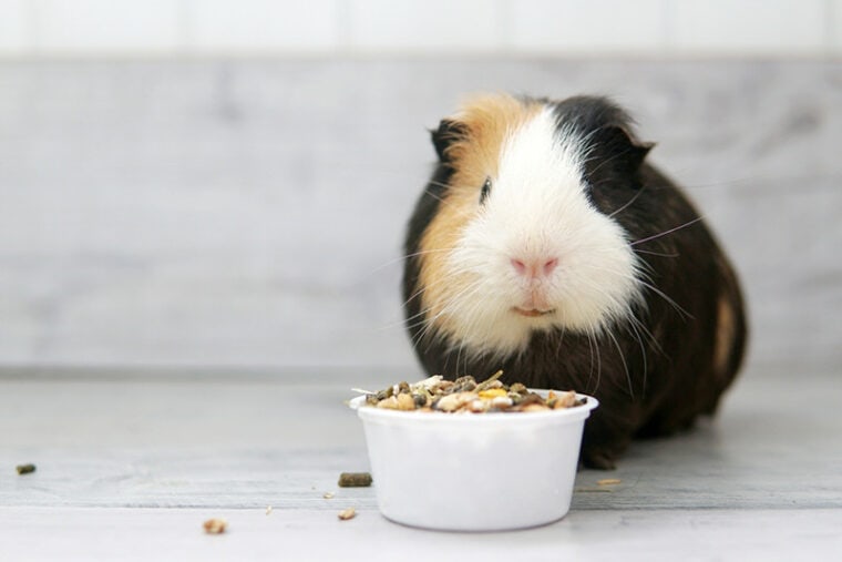 Why Do Guinea Pigs Poop So Much? Vet-Reviewed Science & Info | Hepper ...