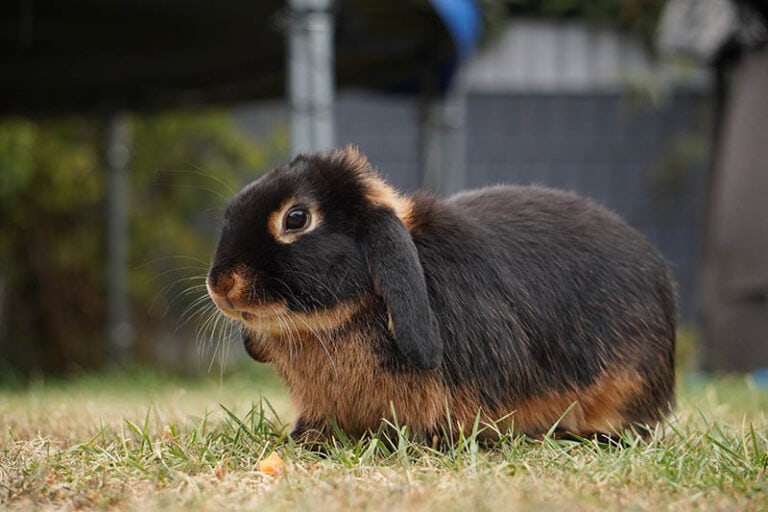15 Brown Rabbit Breeds (With Info & Pictures) | Hepper Pet Resources