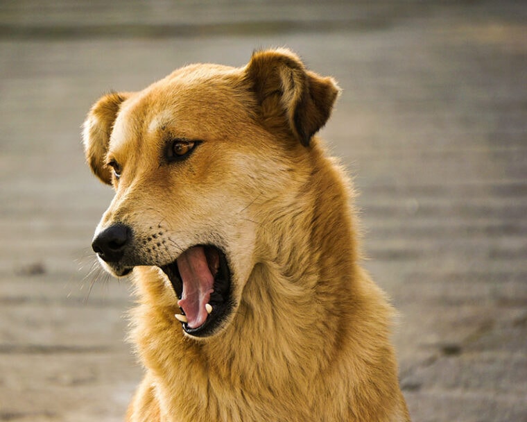 What Is Flehmen Response in Dogs? Vet-Verified Explanation & Reasons ...