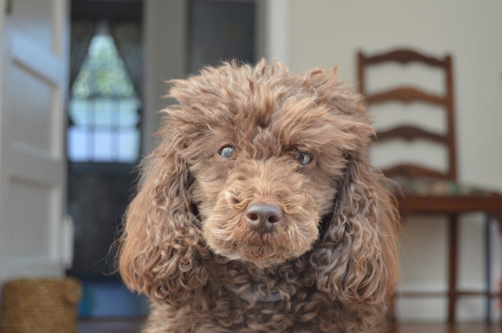 How to Prevent Goldendoodle Hair Matting: 7 Expert Tips & FAQ | Hepper ...