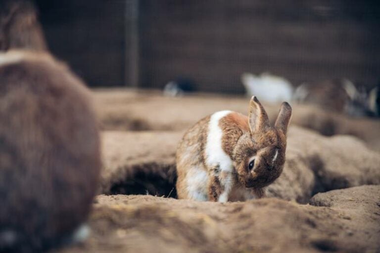 Why Is My Rabbit Pulling Their Fur Out? 8 Vet-Reviewed Reasons | Hepper ...