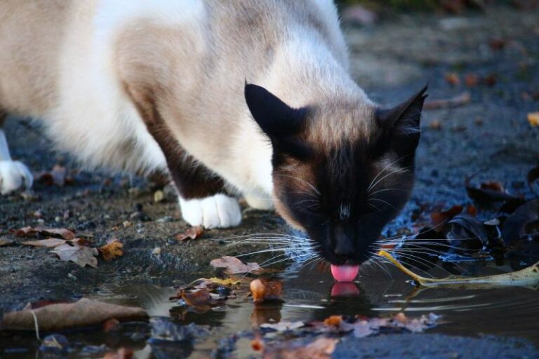 7 Reasons Why Your Cat Is Drinking Water With Their Paw (Explained ...