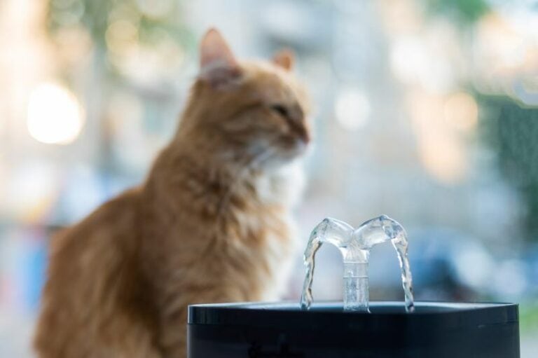 11 DIY Cat Water Fountain Plans You Can Make Today (With Pictures ...
