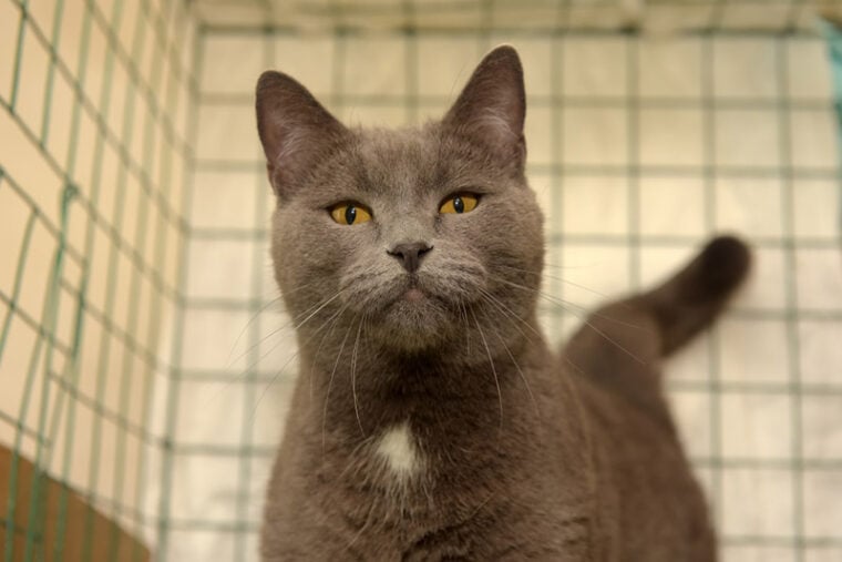 How Long Can a Cat Stay in a Crate? Vet-Approved Advice | Hepper Pet ...