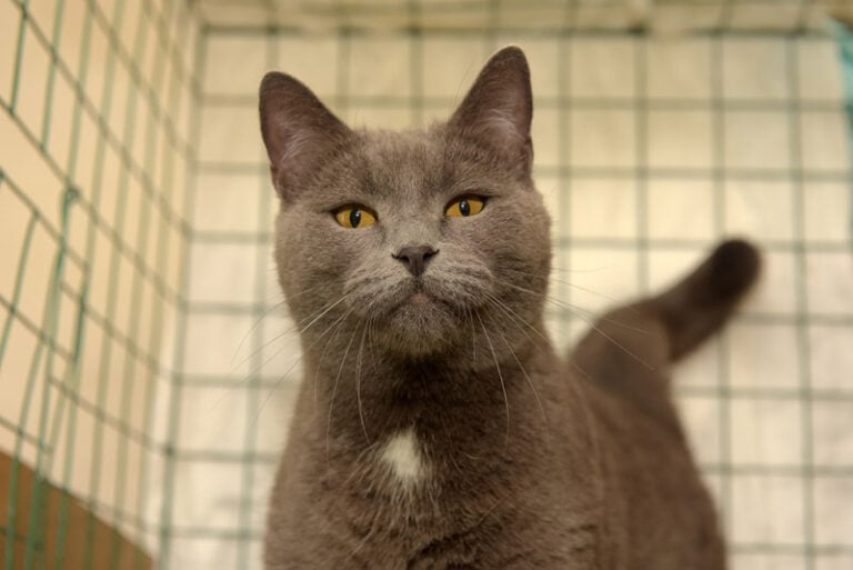 How Long Can a Cat Stay in a Crate? Vet-Approved Advice | Hepper Pet ...