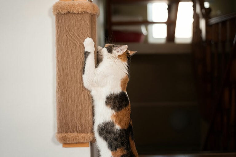 Why Does My Cat Scratch the Floor? 5 Common Reasons | Hepper Pet Resources