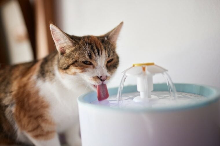 3 Best Types of Waters for Cats: The Safest Options to Drink | Hepper ...