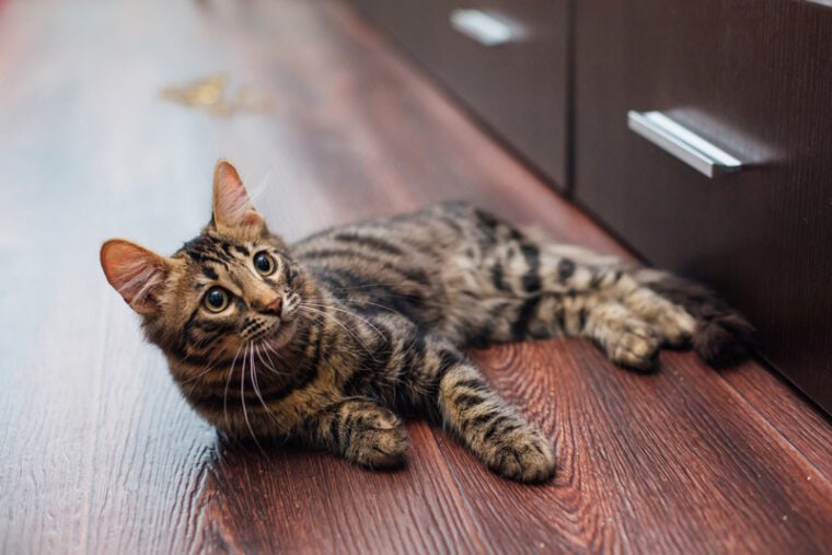 Radial Nerve Paralysis in Cats: Signs, Causes & Treatment (Vet Answer ...