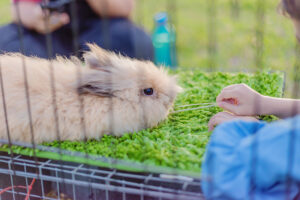 Can You Bathe a Rabbit? Vet-Reviewed Facts & FAQ | Hepper Pet Resources
