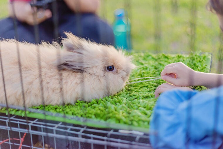 Can You Bathe a Rabbit? Vet-Reviewed Facts & FAQ | Hepper Pet Resources