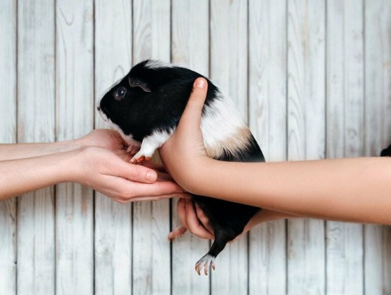 Do Guinea Pigs Bite? 7 Reasons They May & Handling Tips | Hepper Pet ...