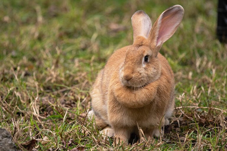 15 Brown Rabbit Breeds (With Info & Pictures) | Hepper Pet Resources