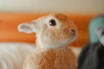 Cinnamon Rabbit: Facts, Care, Diet, Pictures & More | Hepper Pet Resources