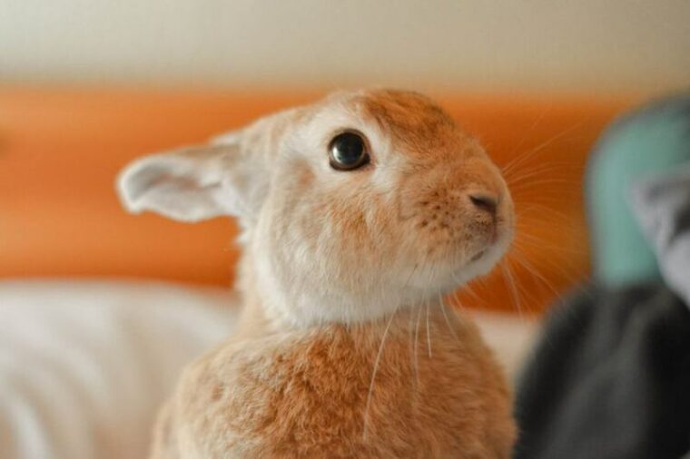 Cinnamon Rabbit: Facts, Care, Diet, Pictures & More | Hepper Pet Resources