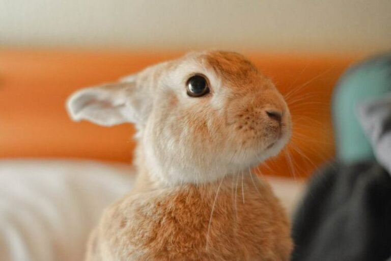 Cinnamon Rabbit: Facts, Care, Diet, Pictures & More | Hepper Pet Resources