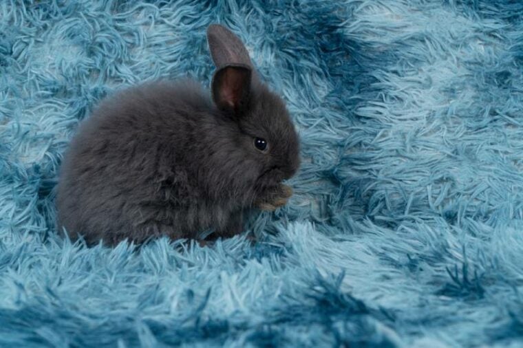 Why Is My Rabbit Pulling Their Fur Out? 8 Vet-Reviewed Reasons | Hepper ...