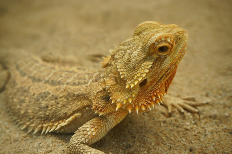 5 Best Sands for Bearded Dragons - 2026 Reviews & Top Picks | Hepper ...