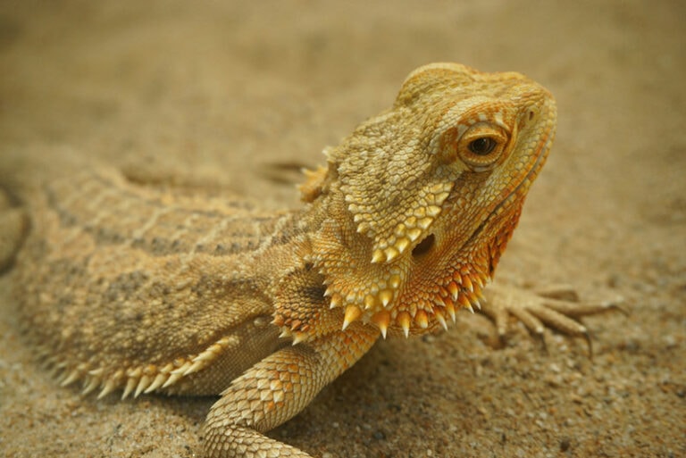 Why Is My Bearded Dragon Digging? 6 Reasons For This Behavior | Hepper ...