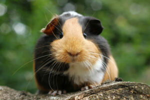 Can Guinea Pigs See Color? Vet-Approved Facts & FAQ | Hepper Pet Resources