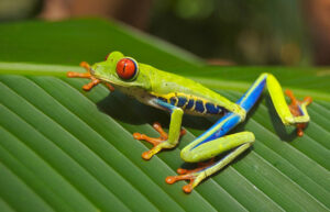 11 Interesting Tree Frog Facts: Vet-Verified Info With Pictures ...