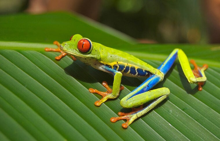 16 Types of Tree Frogs (With Pictures) | Hepper Pet Resources