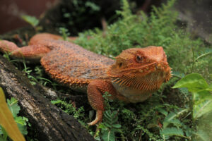 Red Bearded Dragon: Size, Pictures, Habitat & Care Guide | Hepper Pet ...