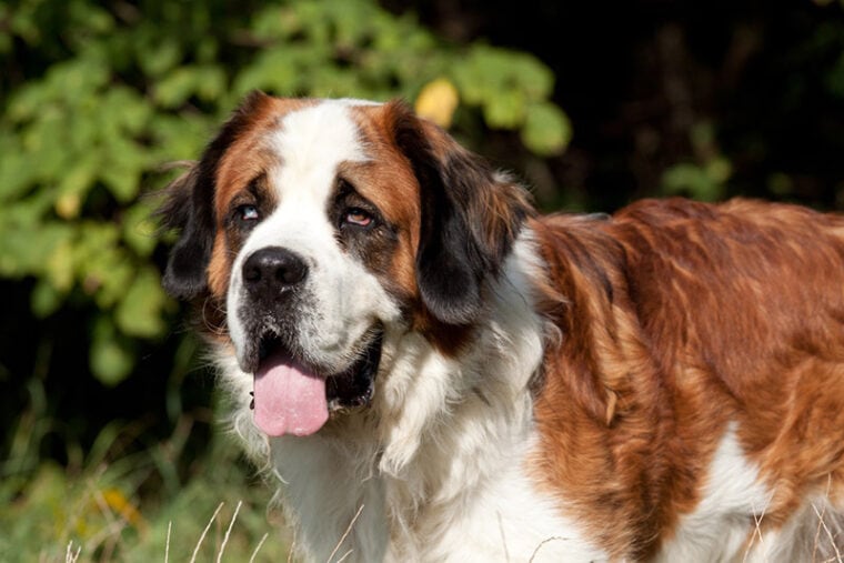 10 St. Bernard Pros & Cons to Know Before Getting One | Hepper Pet ...