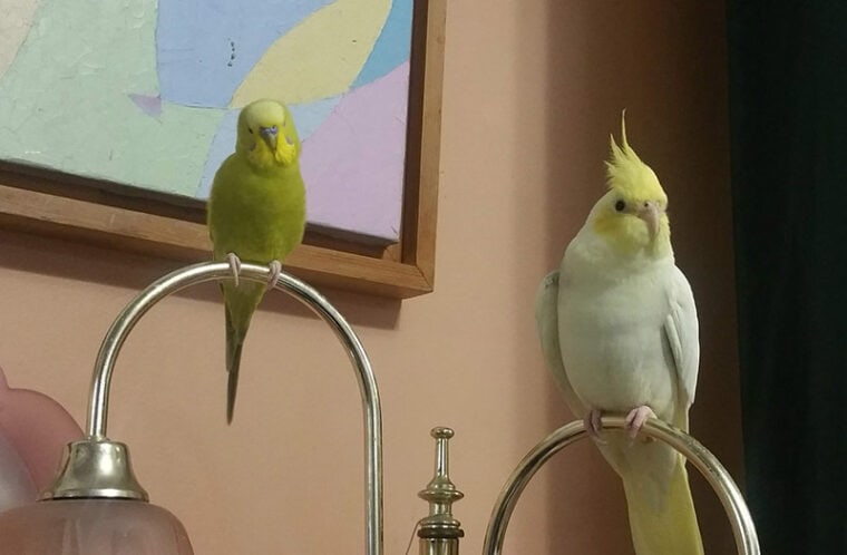 Why Are My Parakeets Fighting? 10 Common Causes | Hepper Pet Resources
