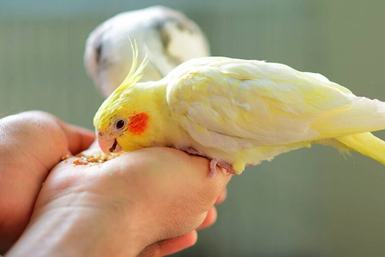 10 Best Cockatiel Foods – 2025 Reviews & Top Picks | Hepper Pet Resources