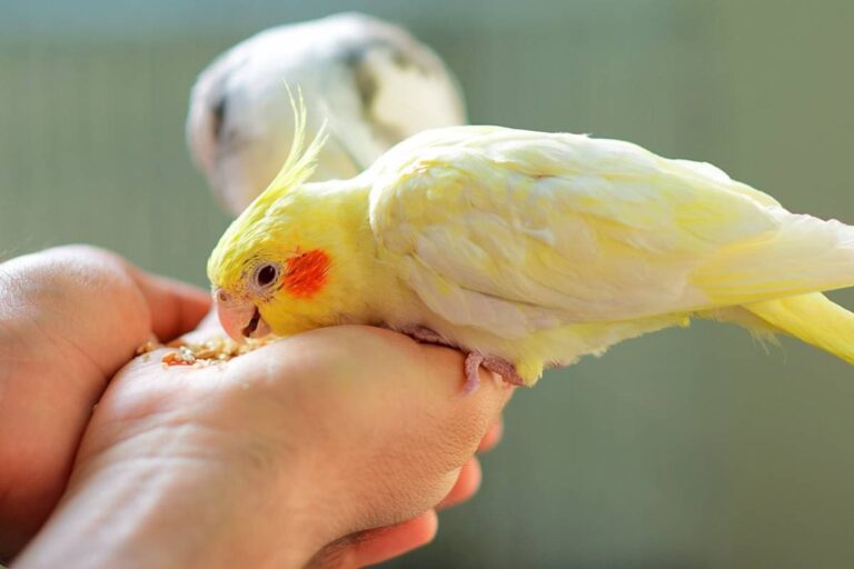 How Big Do Cockatiels Get? Average Weight & Growth Chart | Hepper Pet ...