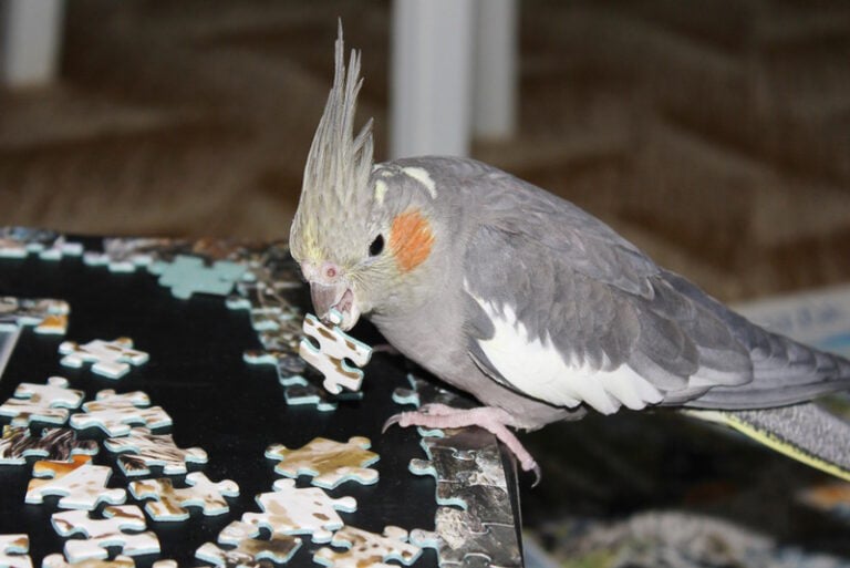 Emerald (Olive) Cockatiel: Pictures, Facts & History | Hepper Pet Resources