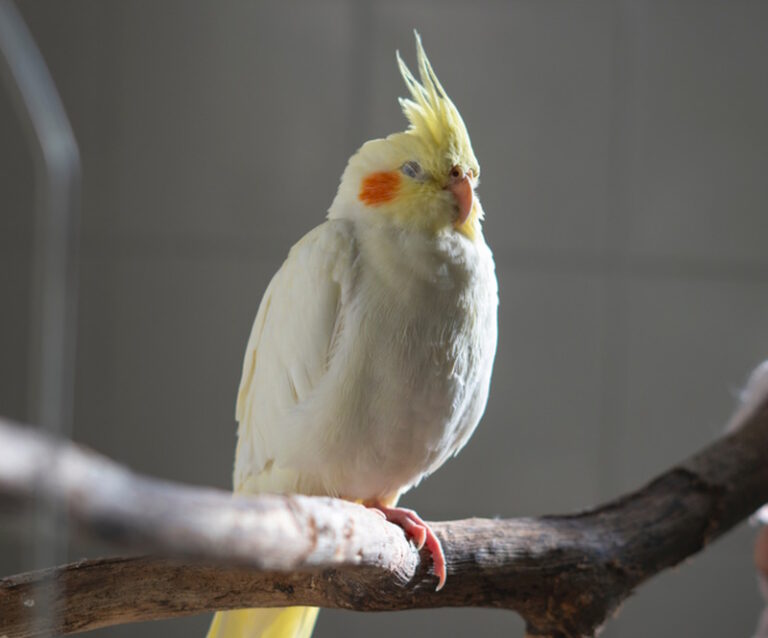 How to Tell the Age of a Cockatiel - 6 Vet Reviewed Methods | Hepper ...