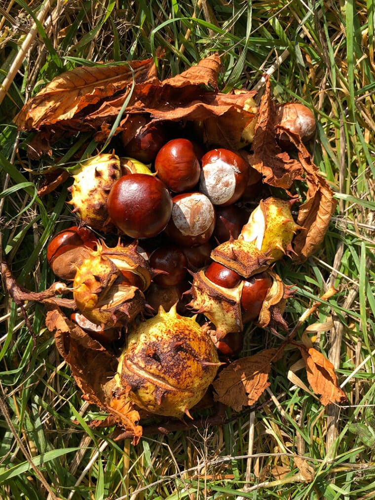 My Dog Ate a Conker: Vet-Approved Facts & Safety Guide | Hepper Pet ...