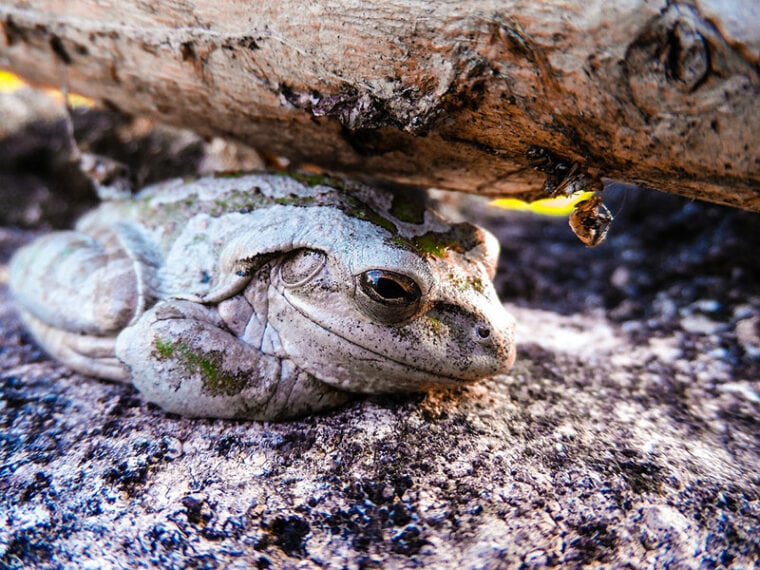 16 Types of Tree Frogs (With Pictures) | Hepper Pet Resources