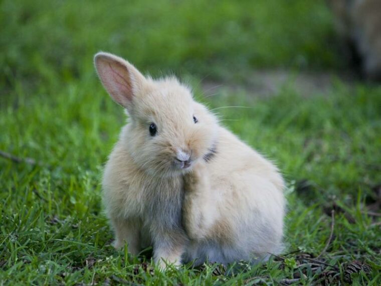 Why Do Rabbits Scratch? 6 Possible Reasons | Hepper Pet Resources
