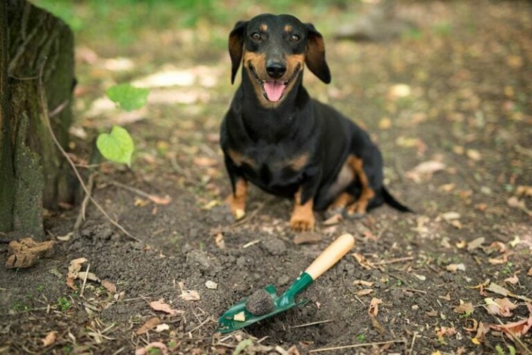 17 Dog Breeds for Hunting Rats & Mice: Info, Pictures, & Traits ...