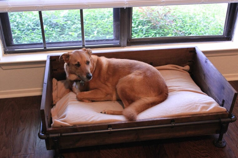 20 DIY Wood Dog Beds You Can Make Today (With Pictures) | Hepper Pet ...