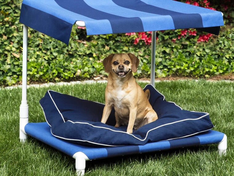 10 DIY Dog Shade Ideas to Keep Them Cool Outside (With Pictures ...