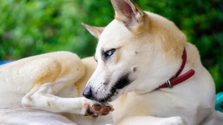 How to Remove a Splinter from a Dog Paw: 8 Expert Tips & Infographic | Hepper Pet Resources